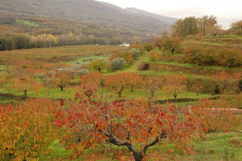 Que hacer en el Valle del Jerte – Camping Río Jerte